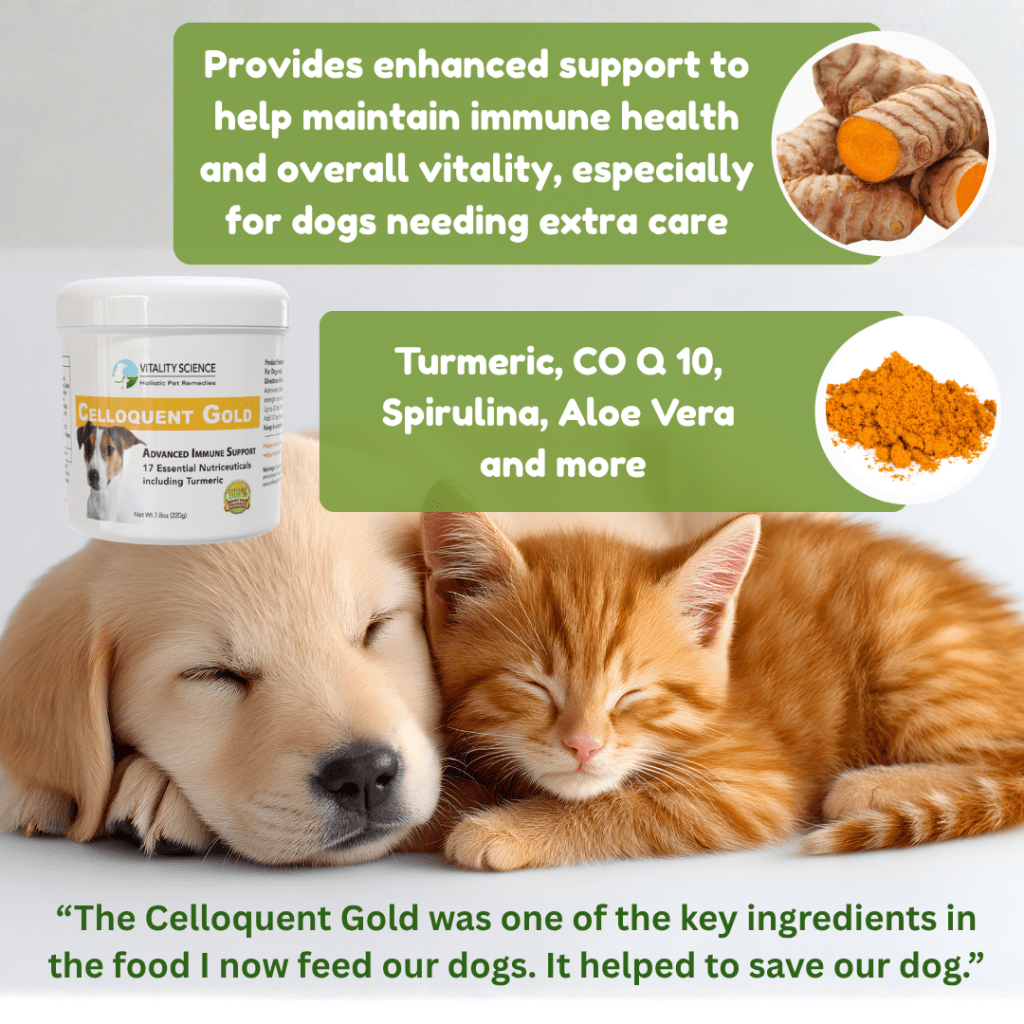Turmeric for Dogs | Vitality Science | Immune Support for Dogs